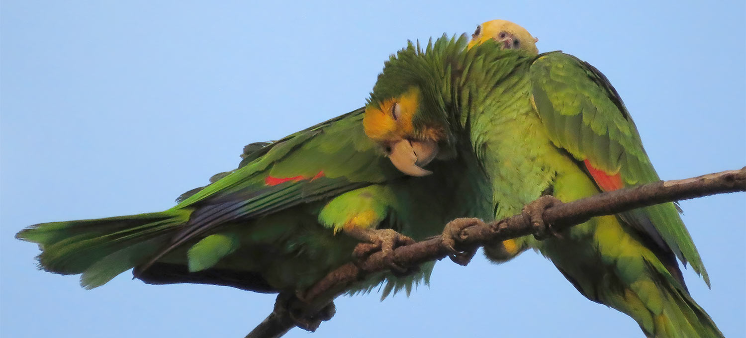 The Ultimate Parrot Adventure on Bonaire - Bonaire Bird Tours