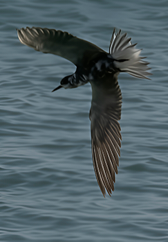 Bonaire Bird List, a Handy Guide to Bonaire's Birds - Bonaire Bird Tours
